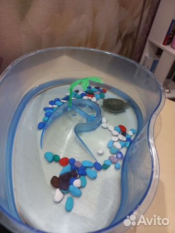 Продаю черепаху красноухою,торг уместен