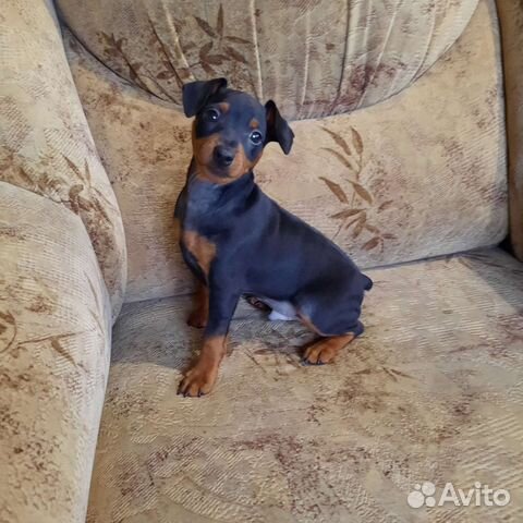 Щенки цвергпинчера