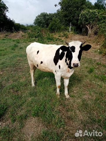 Продается телка