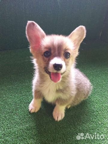 Вельш-корги пемброк