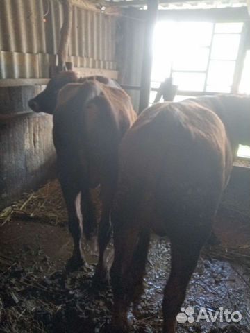 Продаю быков. 3 головы