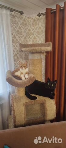 Кошки /котята (Помощь в поиске друга)