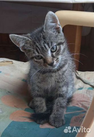 Котёнок Шкет в добрые руки