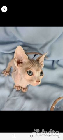 Канадский сфинкс котенок