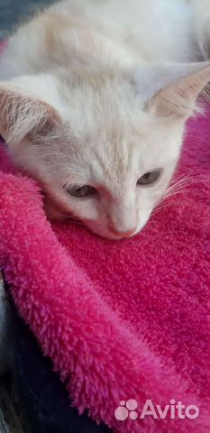 Рыжий котёнок 3 мес.Мальчик.Спасли от гибели