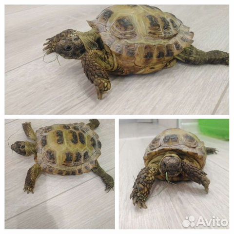 Продам черепашку