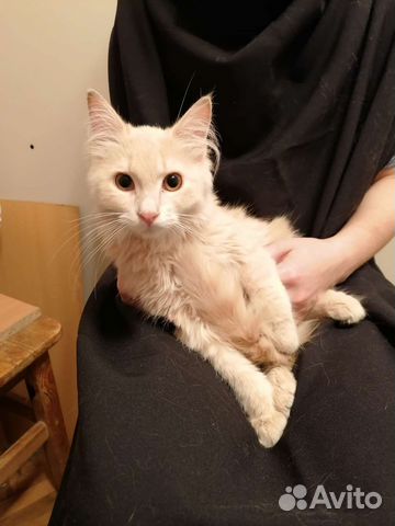 Котенок 4мес мальчик