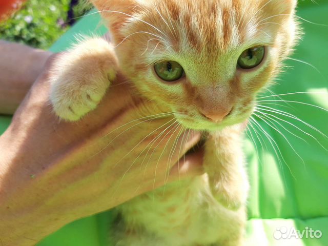 Котята в добрые руки мальчики