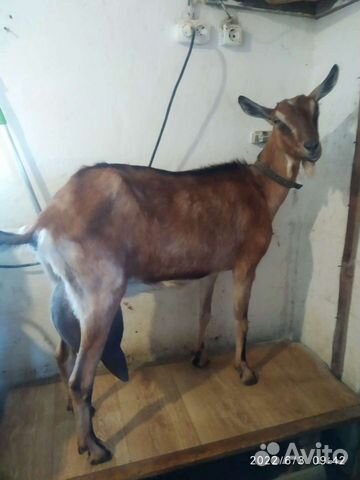 Коза дойная молочная