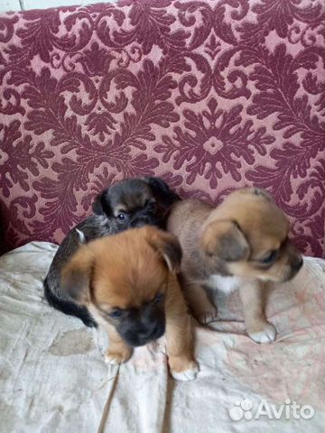 Собаки в добрые руки