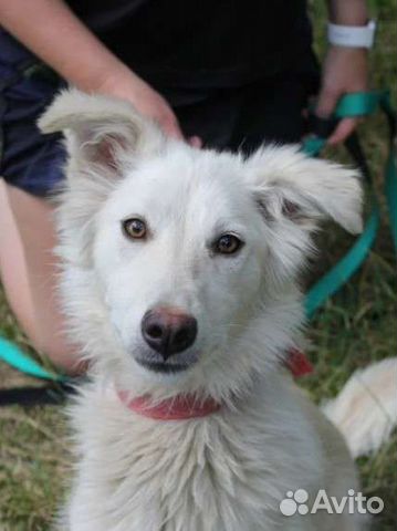 Собака из приюта Блондинка