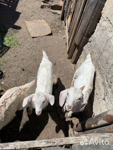 Две козочки