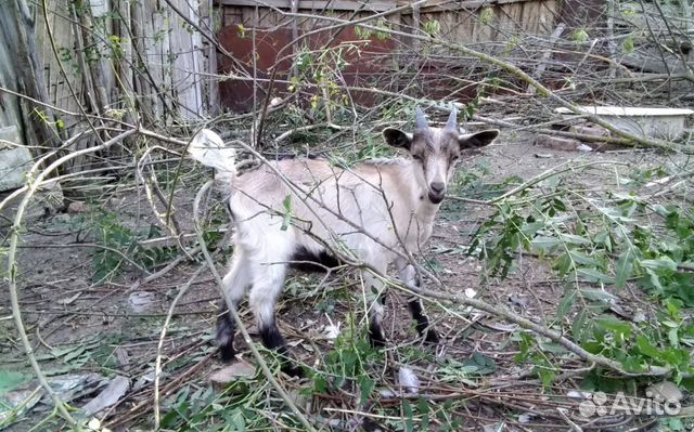 Козы козлята козлы