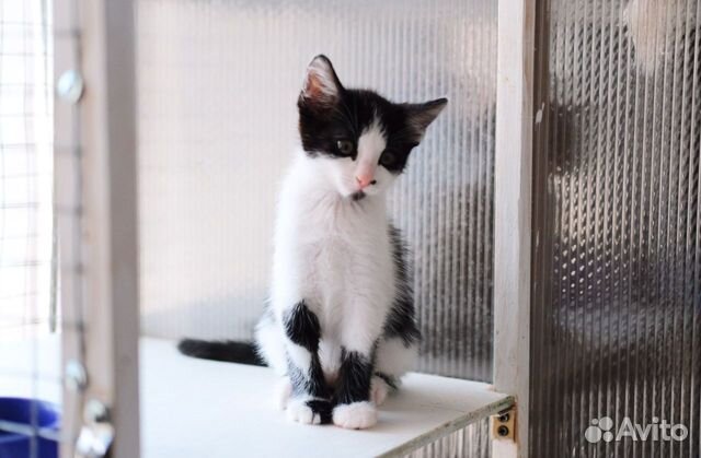 Котёнок чёрно-белый мальчик 2 мес