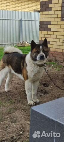 Американская акита