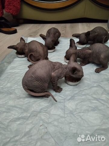 Канадский сфинкс котята