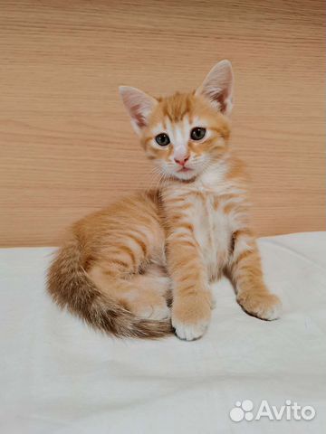 Рыжий котенок мальчик 1.5 мес