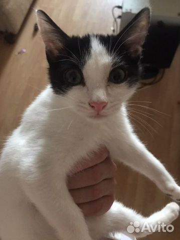 Котенок, 2,5 месяца, девочка, умная, веселая