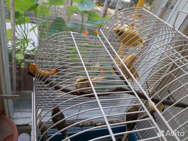 Кенара и канарейки