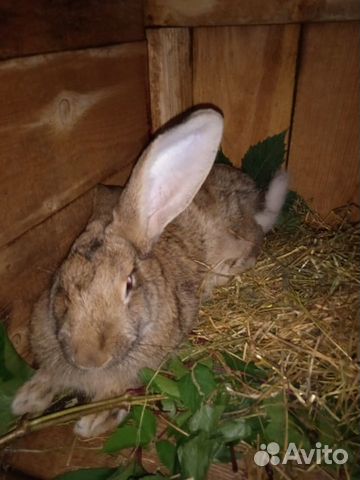Кролики мясных пород