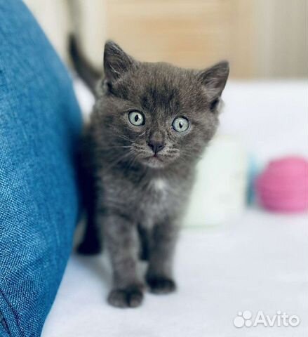 Голубая маленькая лапонька ждёт семью