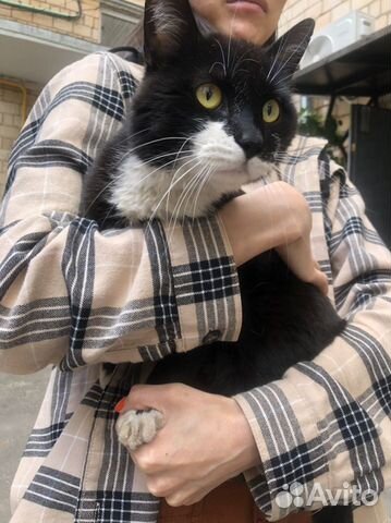 Домашний котик ищет дом