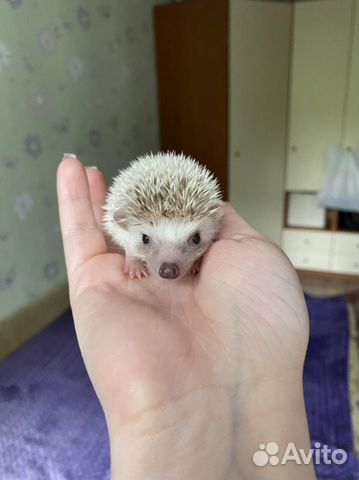 Африканский ежик