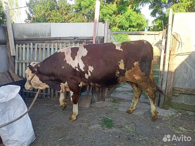 Бык годовалый на мясо