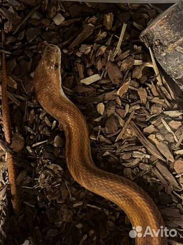 Маисовый полоз