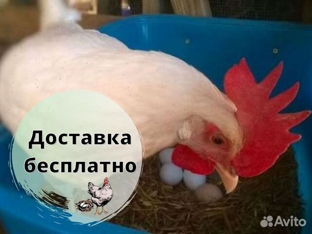 Куры несушки
