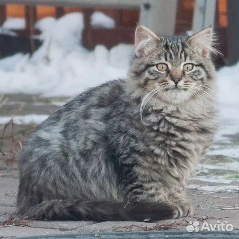 Домовёнок необыкновенной красоты и лохматости