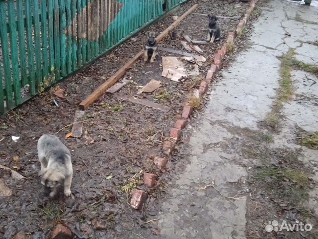 Щенки