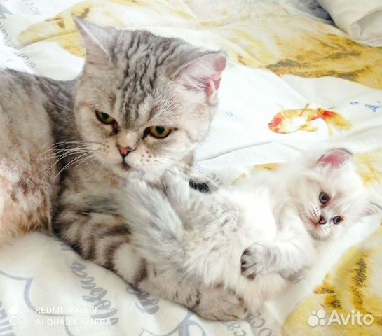 Кошечка полубританка