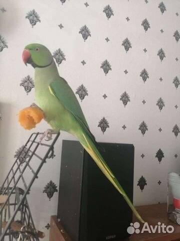 Ожереловый попугай
