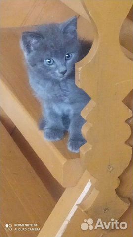 Котик. 2.5 месяца. Лоток знает. Кушает сам