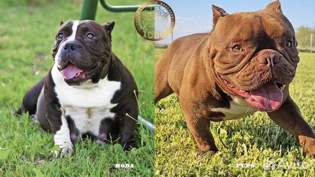 Американский Булли экзотик 1,5 месяца