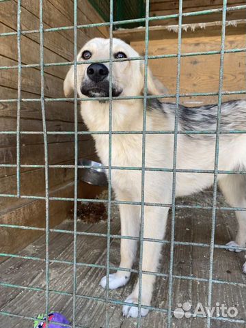 Щенок девочка из приюта ищет дом