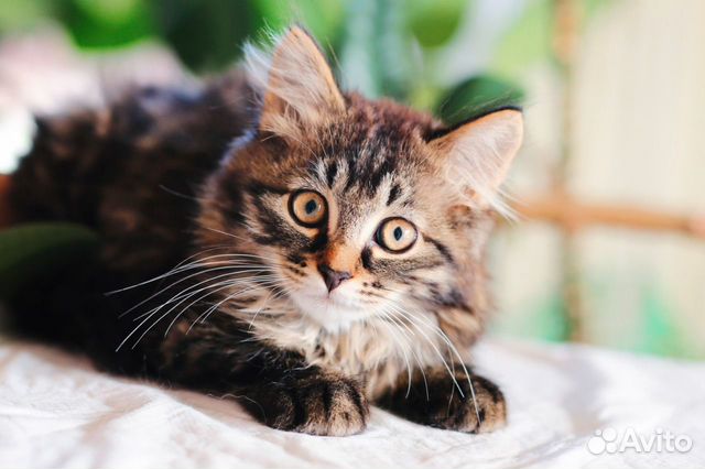 Котёнок совёнок