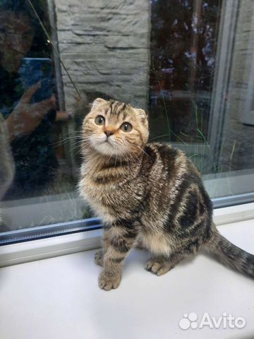 Шотландская мраморная вислоухая девочка