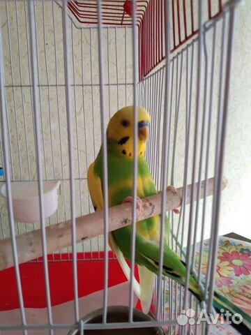 Попугай волнистый