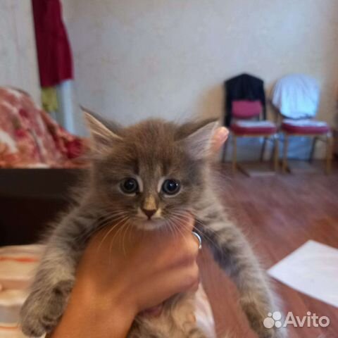 Смесь Сибирский и Тайский бесплатно
