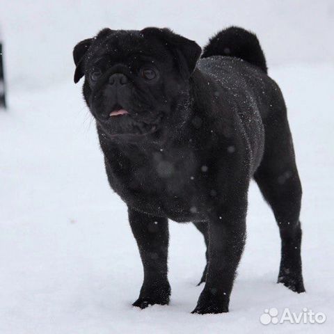 Вязка мопс