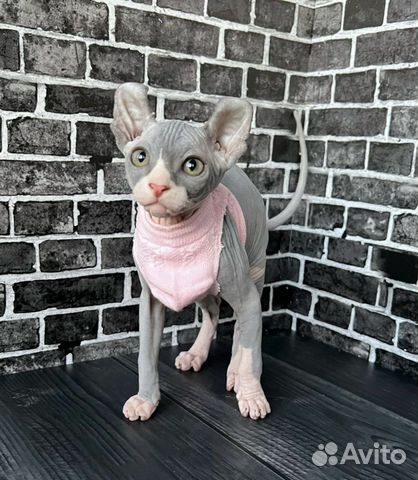 Сфинкс Эльф