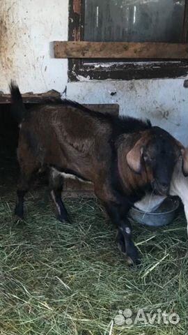 Нубийский козел