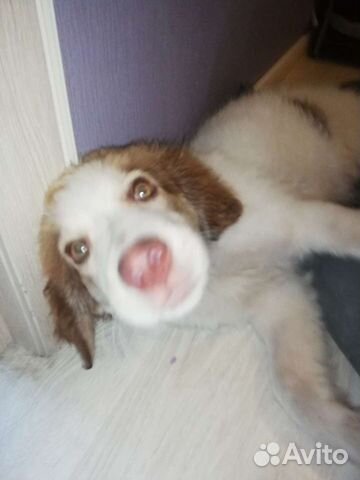 Собака в добрые руки