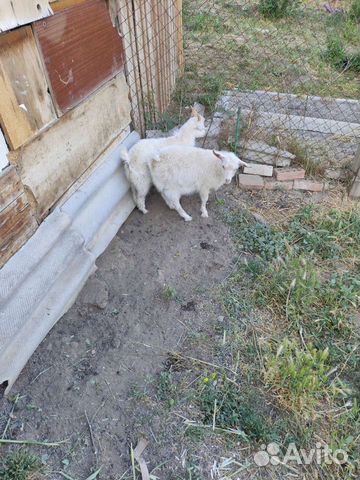 Продаю молодых козла и козочку