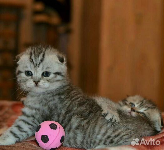 Вислоухие пятнистые котята
