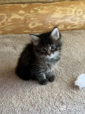 Котята 1 месяц