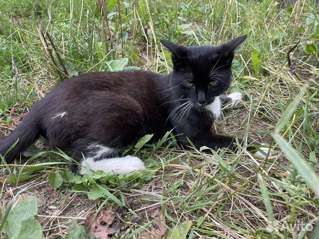 Котик Марсик ищет дом