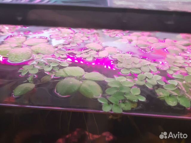 Пистия, лимнобиум